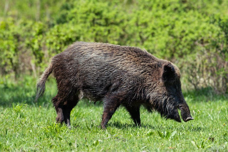 Wild boar in green grass stock image. Image of snout - 149499343