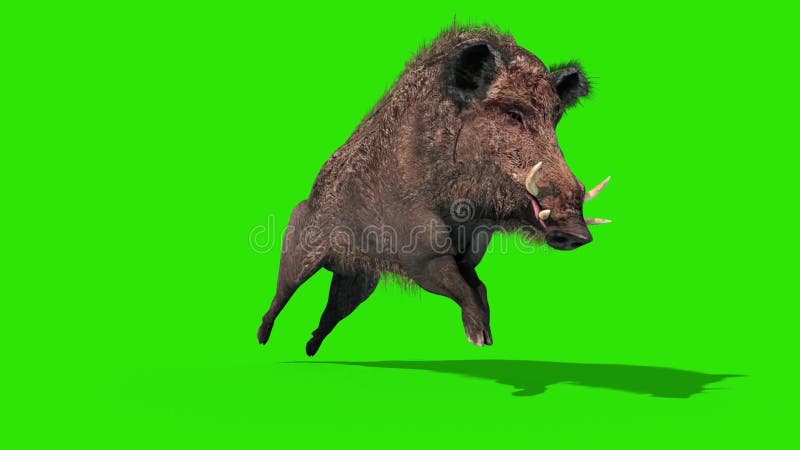Wild Boar Green Screen Walk Cycle Front Loop 3D Rendering Animation ...