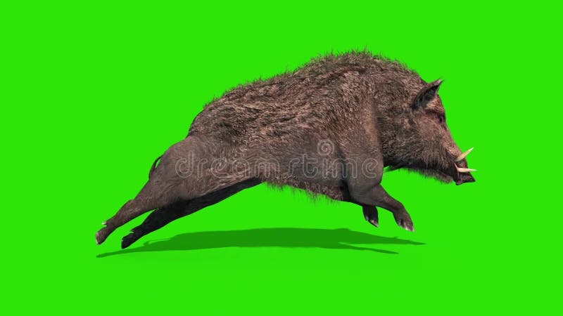 Wild Boar Green Screen Run Cycle Side Loop 3D Rendering Animation Stock ...