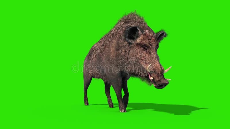 Wild Boar Green Screen Run Cycle Front Loop 3D Rendering Animation ...