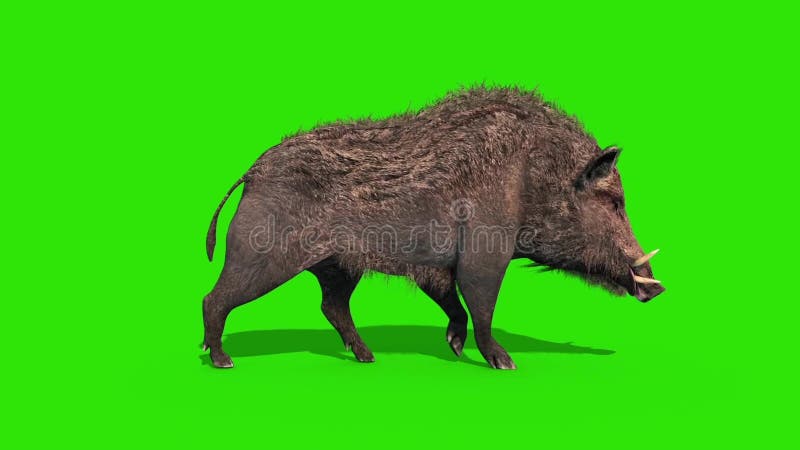 Wild Boar Green Screen Walk Cycle Side Loop 3d Rendering Animation ...