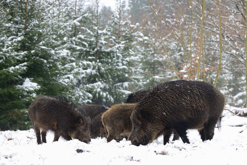 Wild boar group in winter stock photo. Image of watchful - 92400300