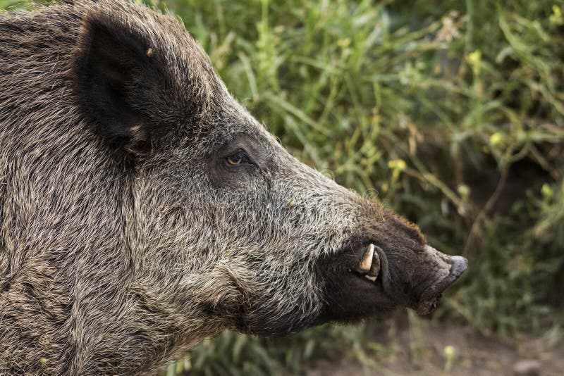 Wild Boar, Sus Scrofa, Standing And Looking Away, Isolated On White ...
