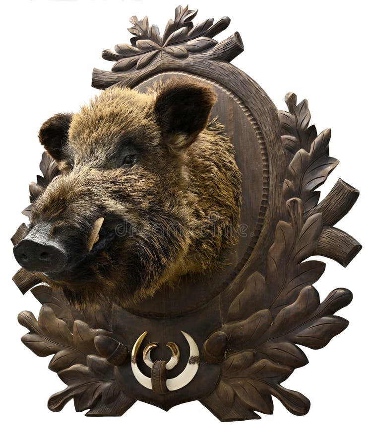 Wild boar head trophy stock image. Image of dead, isolated - 159383395