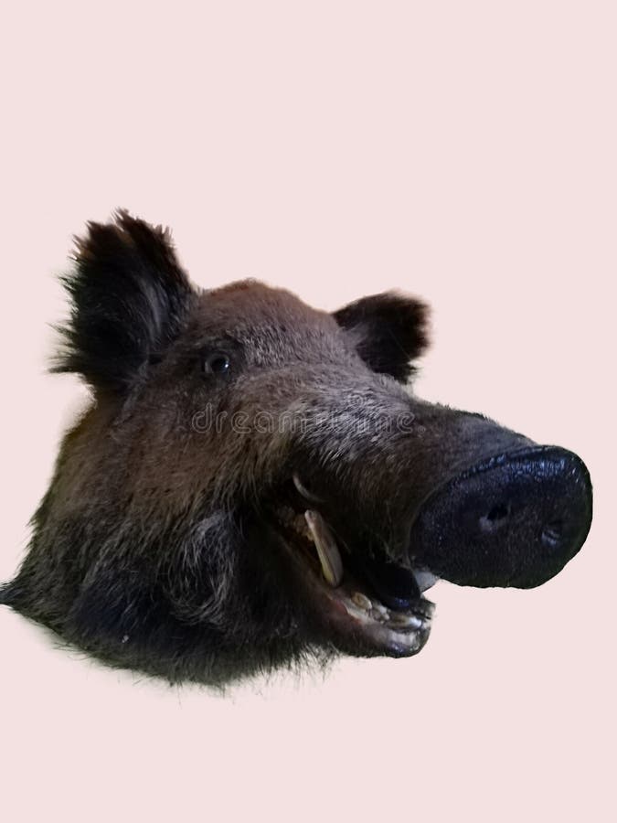 Wild Boar Head Trophy on the Picture Stock Photo - Image of hunting ...