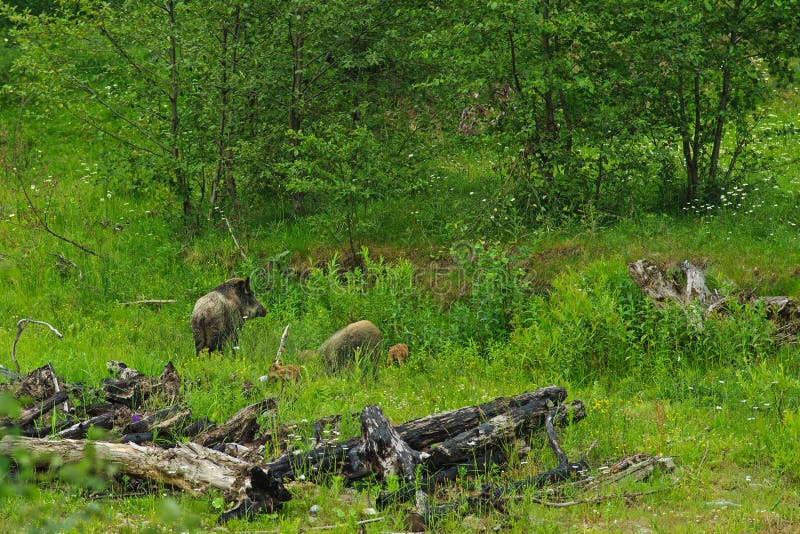 Wild boar and his family stock image. Image of wilderness - 192665579
