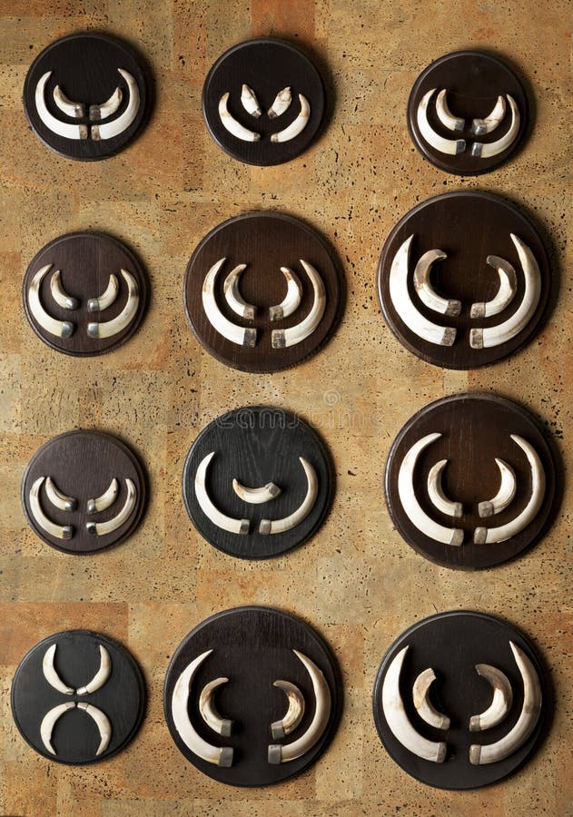 Wild Boar Hog Teeth Trophies on the Wall Stock Image - Image of fang ...
