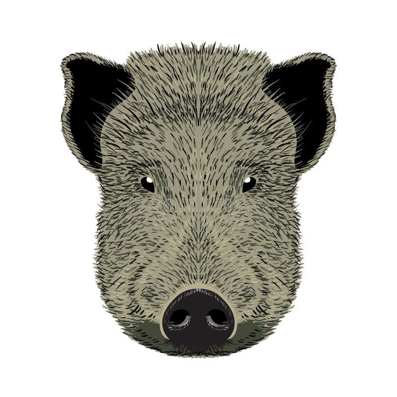 Wild boar illustration stock vector. Illustration of danger - 73565549
