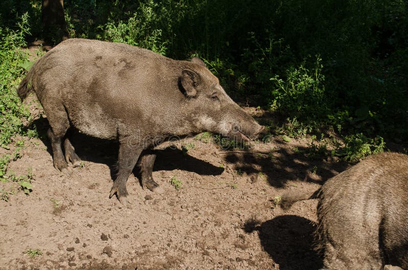 Wild boar inside a fence stock photo. Image of snepele - 219702580