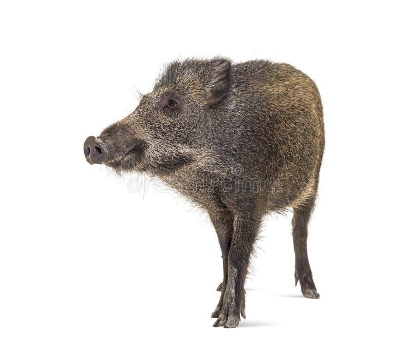 Wild Boar Standing, Isolated on White Stock Image - Image of omnivore ...
