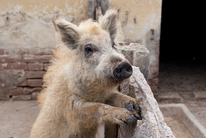 Wild boar kid stock image. Image of tamed, wood, fold - 11677653