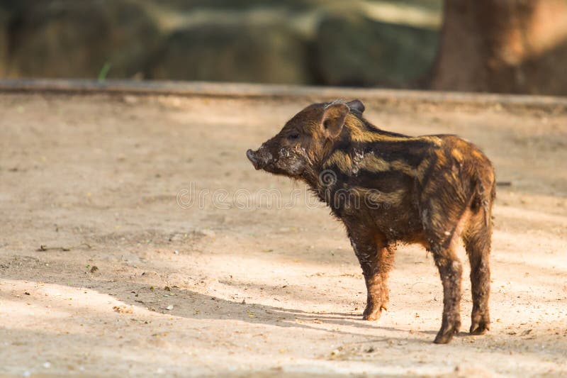 The wild boar stock image. Image of live, tail, mammal - 34925379