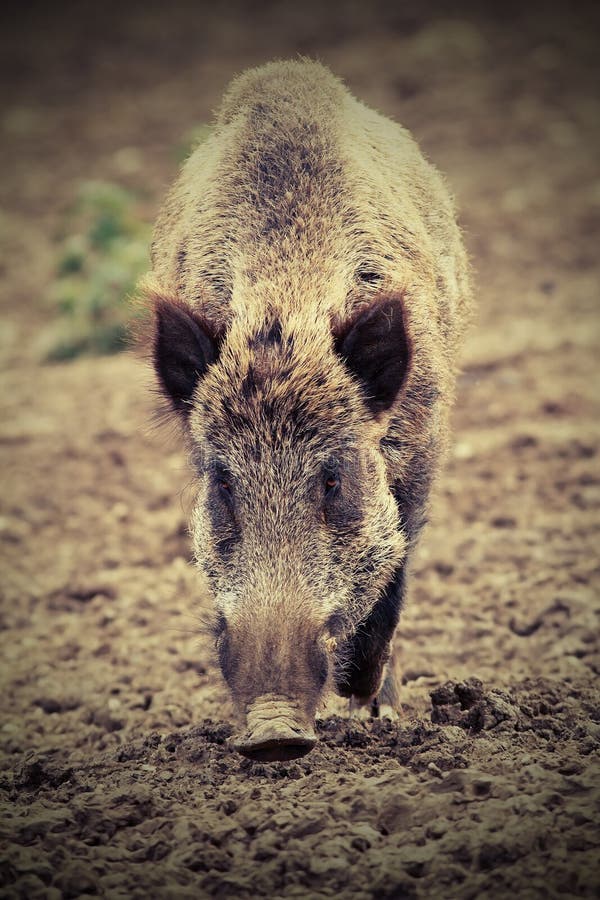 Wild Hog Looking Towards the Camera Stock Image - Image of fear ...