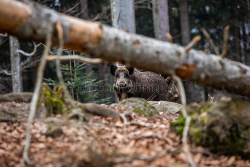 Wild Boar Looking into Camera Under Tree Trunk Stock Photo - Image of ...