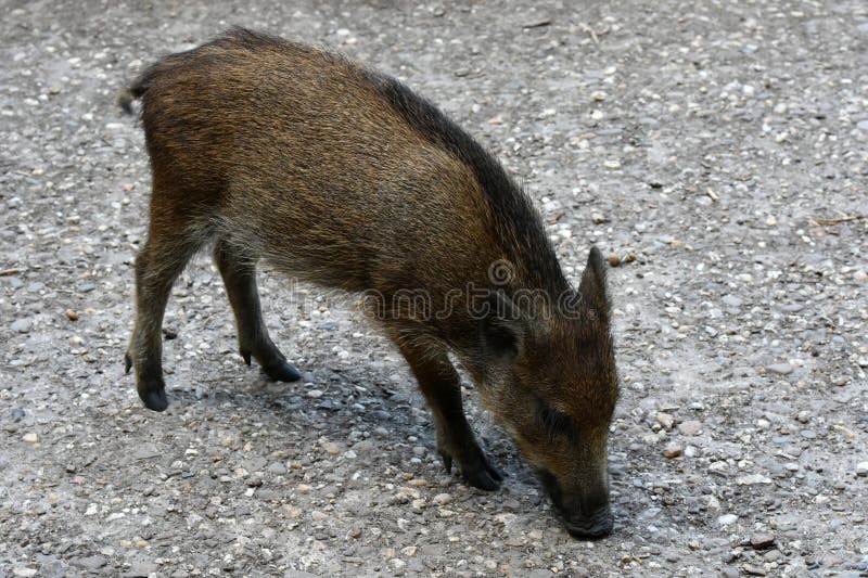 Wild Boar Looking for Food in the Forest Stock Photo - Image of breed ...