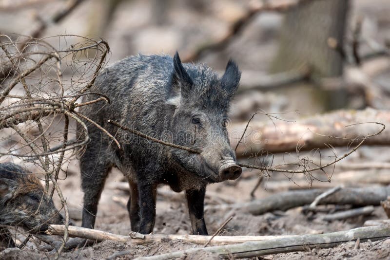 Wild boar in forest stock image. Image of republic, brown - 144877107