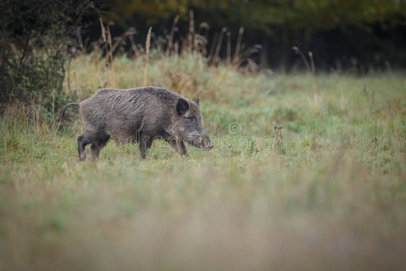 Male wild boar stock image. Image of isolated, scrofa - 60327593
