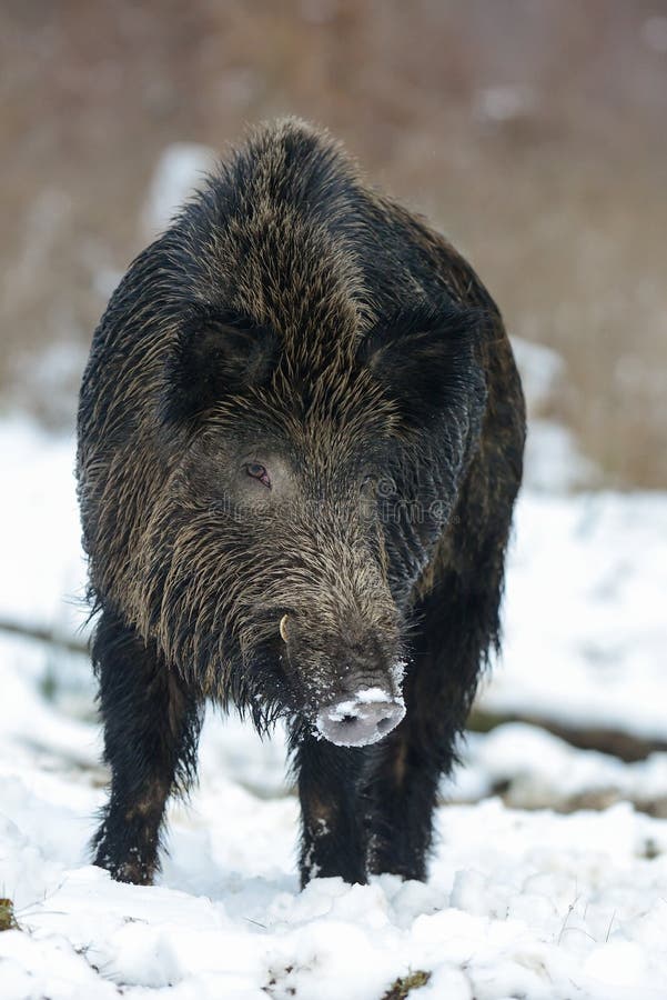 Male wild boar in the snow stock photo. Image of forst - 26792024