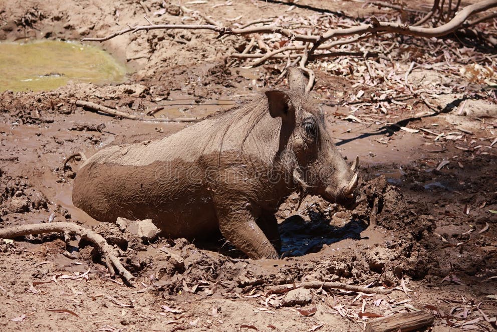Wild Boar in Mud stock image. Image of animal, brown - 15948361