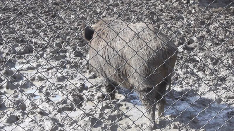 Wild Boar Walks on Ground in Nature Reserve with Fence Stock Video ...