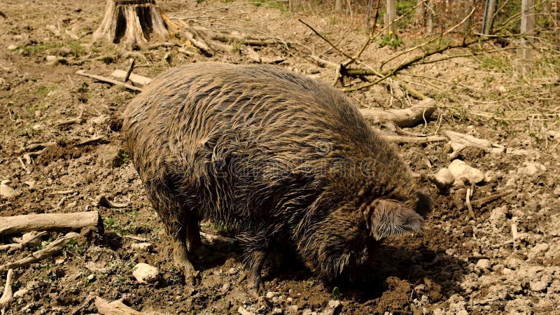 Wild Boar in the Mud. Selective Focus Stock Video - Video of game ...