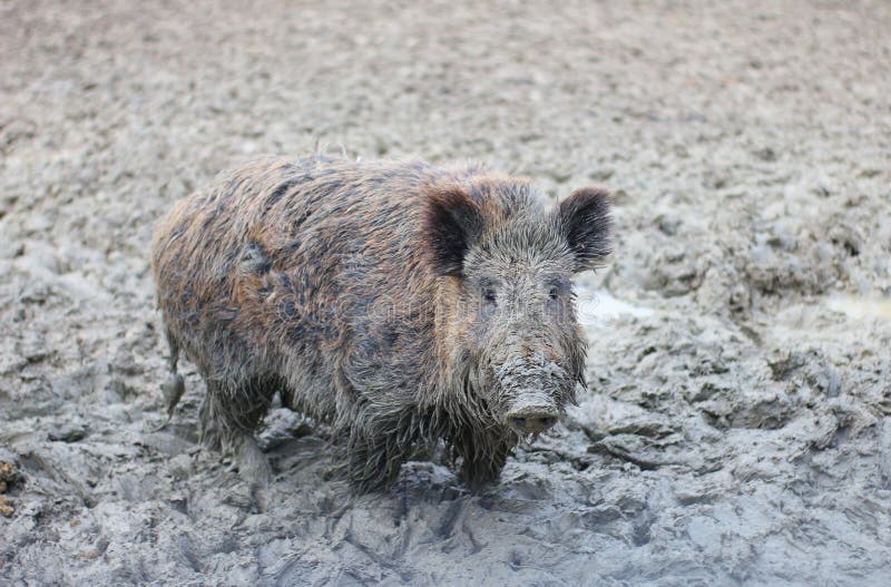 Wild boar in the mud stock image. Image of omnivore - 132819575