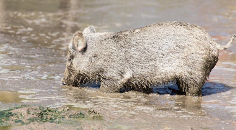 Wild Boar in the Mud in the Zoo Stock Photo - Image of mammal, relaxed ...