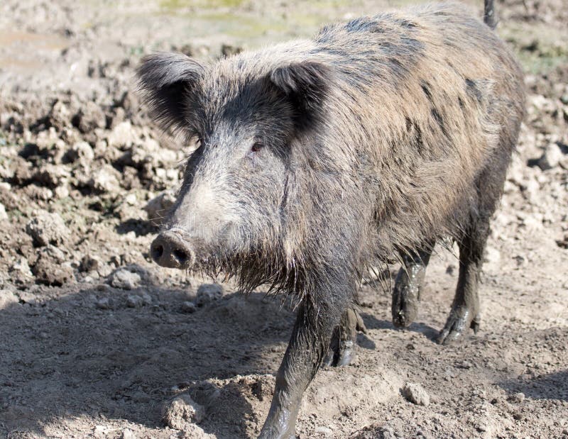 Wild Boar in the Mud in the Zoo Stock Photo - Image of ground ...