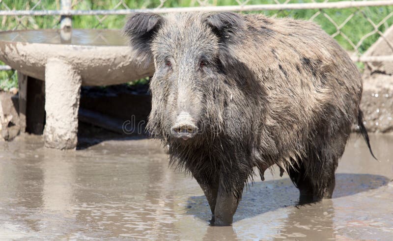 Wild Boar in the Mud in the Zoo Stock Image - Image of omnivores, hair ...