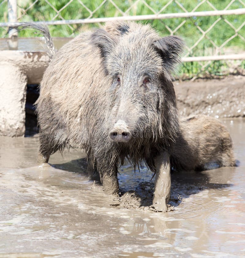 Wild Boar in the Mud in the Zoo Stock Photo - Image of forest, lying ...