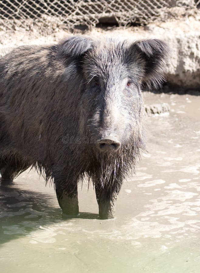 Wild Boar in the Mud in the Zoo Stock Photo - Image of aggressive ...