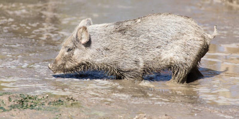 Wild Boar in the Mud in the Zoo Stock Photo - Image of omnivores ...