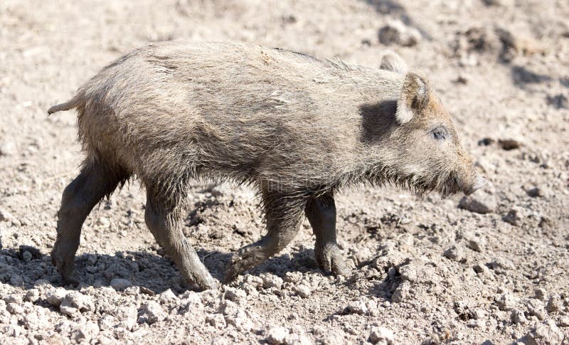 Wild Boar in the Mud in the Zoo Stock Image - Image of hair, peaceful ...