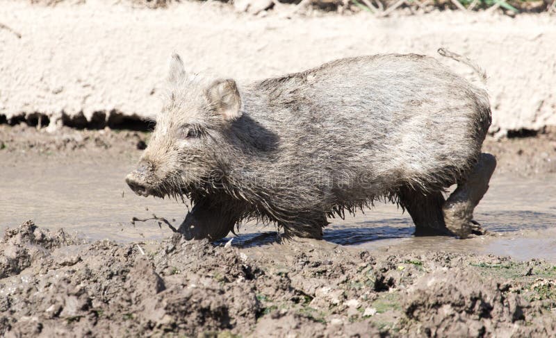 Wild Boar in the Mud in the Zoo Stock Photo - Image of peaceful, hair ...