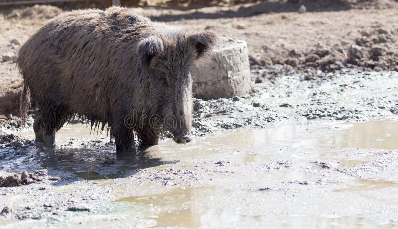 Wild Boar in the Mud in the Zoo Stock Photo - Image of ground, piglet ...