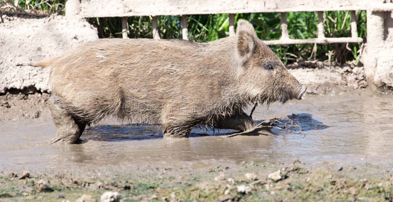 Wild Boar in the Mud in the Zoo Stock Image - Image of boar, scorfa ...