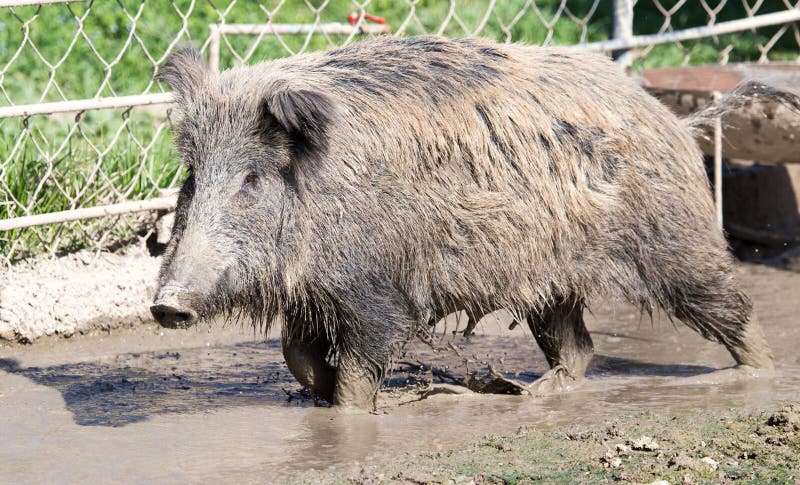 Wild Boar in the Mud in the Zoo Stock Photo - Image of male, meat ...