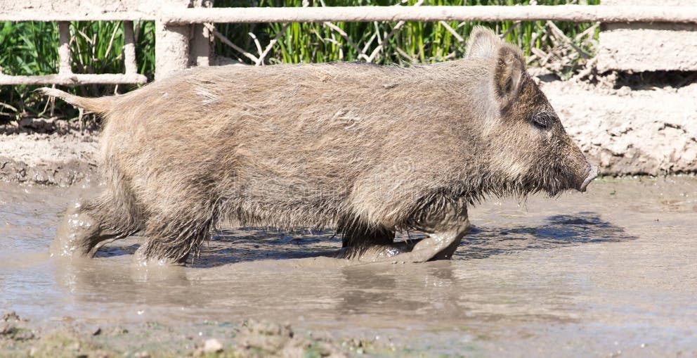 Wild Boar in the Mud in the Zoo Stock Image - Image of eurasian, exotic ...