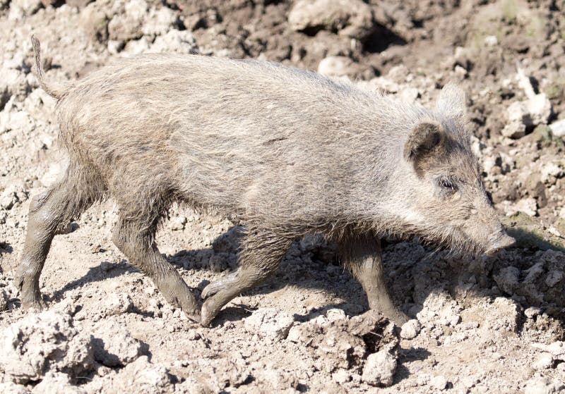 Wild Boar in the Mud in the Zoo Stock Image - Image of male, hair ...