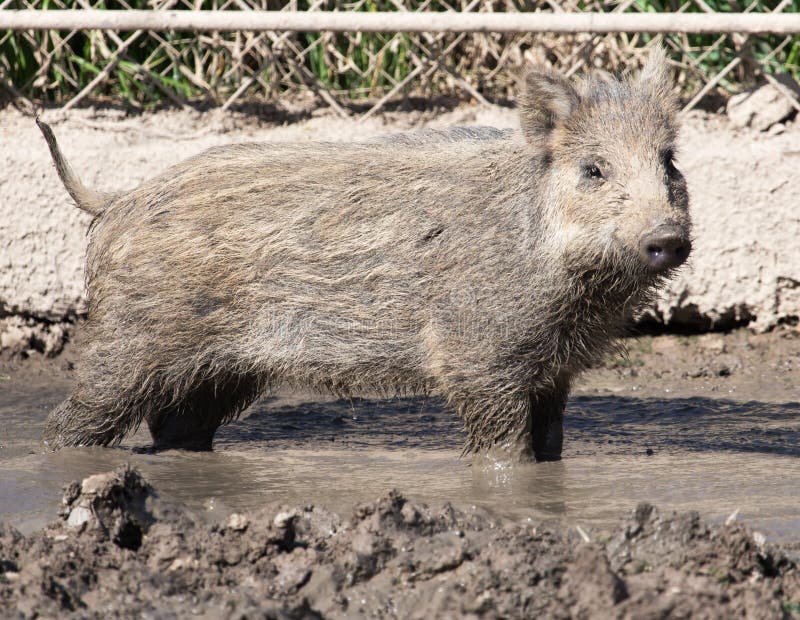 Wild Boar in the Mud in the Zoo Stock Photo - Image of resting, pork ...