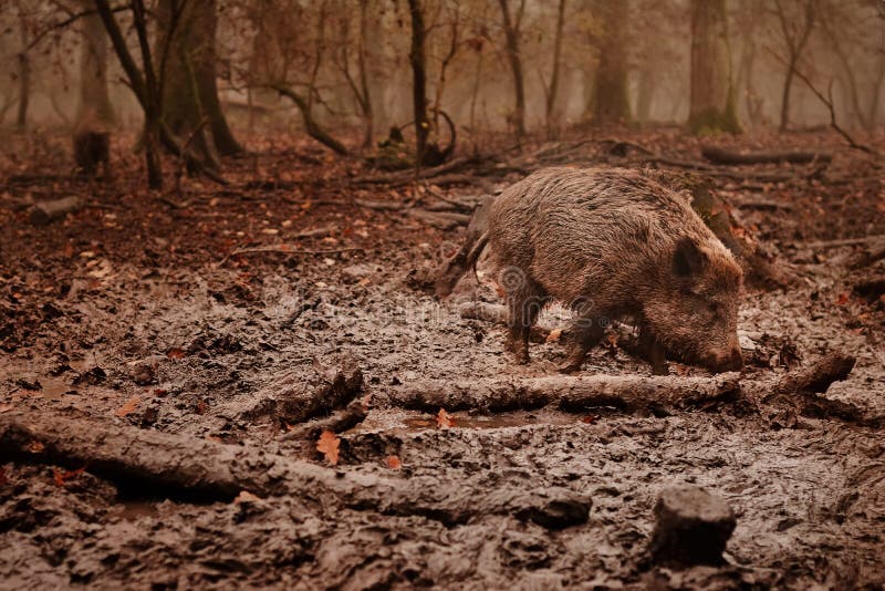 Wild boar stock image. Image of spring, wildlife, boar - 48734775