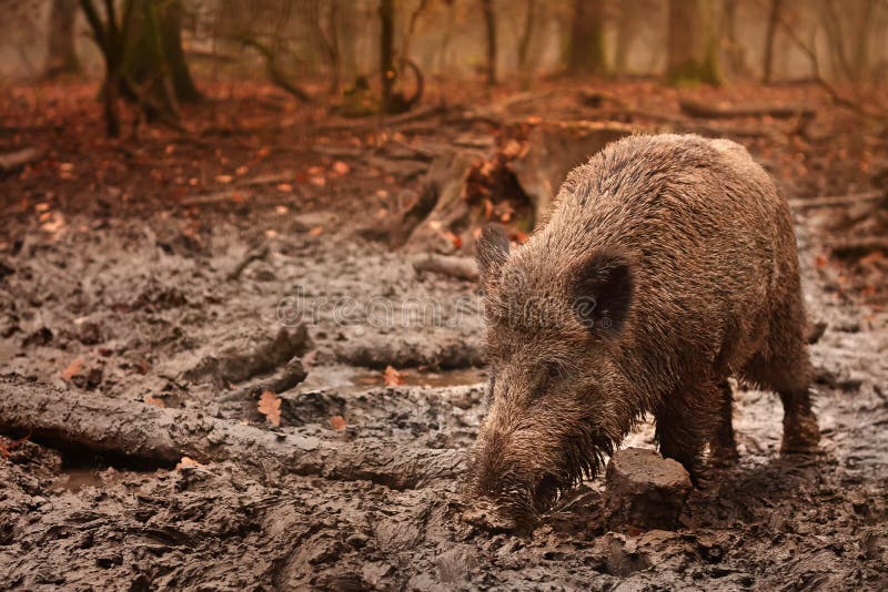 Wild boar stock photo. Image of autumn, scrofa, teeth - 48734782