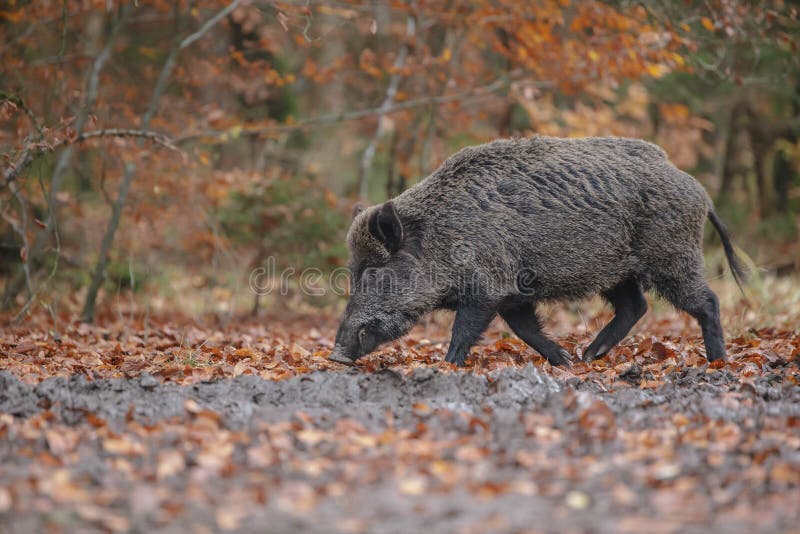 Wild boar in muddy forest stock photo. Image of dark - 67749536