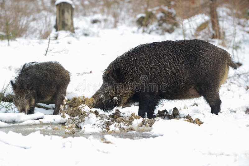 Wild boar on muddy pool stock photo. Image of europe - 92400162