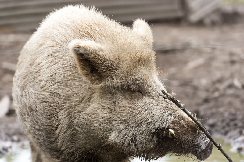 Wild boar stock photo. Image of snout, mammal, head - 108046690