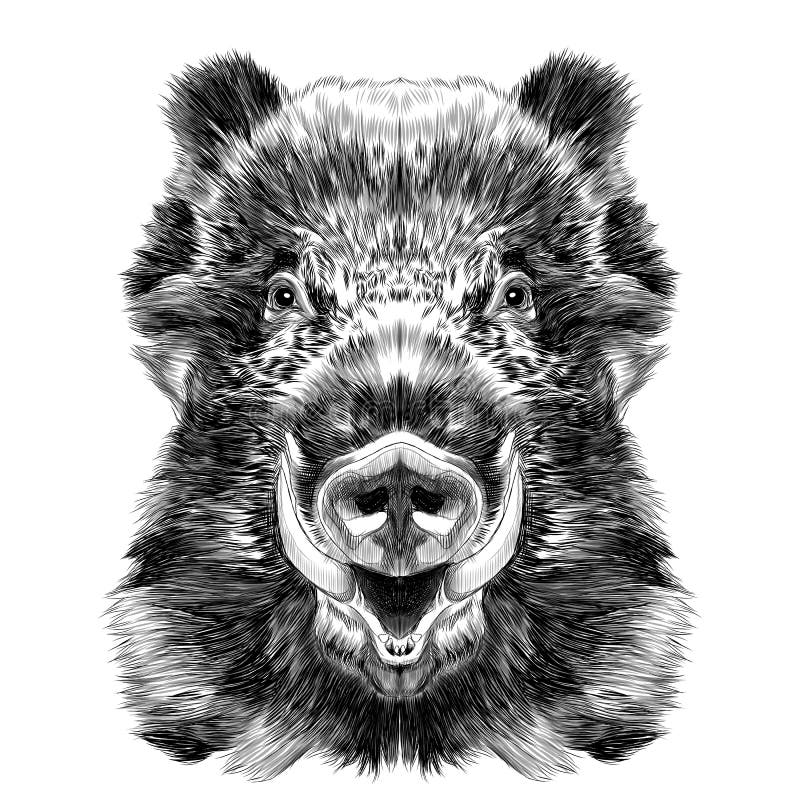 Boar Head Drawing