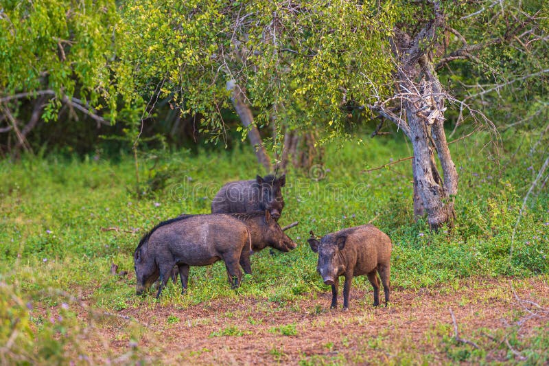 Wild Boar in the National Park Stock Photo - Image of forest, boar ...