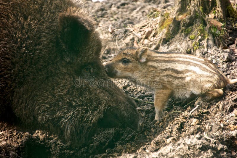Wild Boar Nuzzling Baby in the Mud Stock Photo - Image of baby, closeup ...