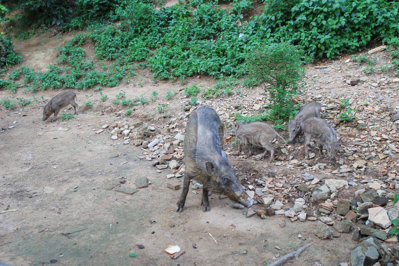 Wild boar out in the open stock image. Image of snout - 95398385