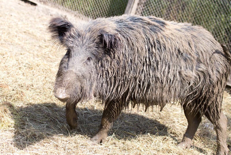 Wild Boar in a Park on the Nature Stock Image - Image of predator ...